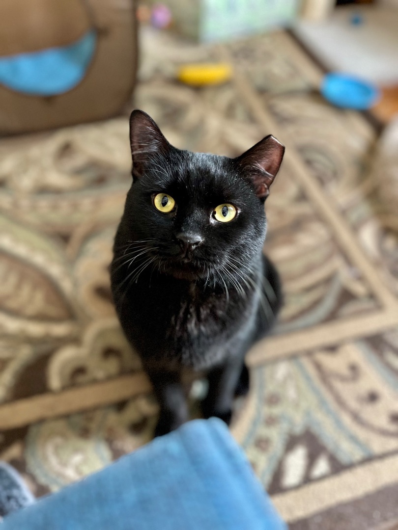 Milwaukee Record’s Cats Of The Week: Magic and Kona | Milwaukee Record