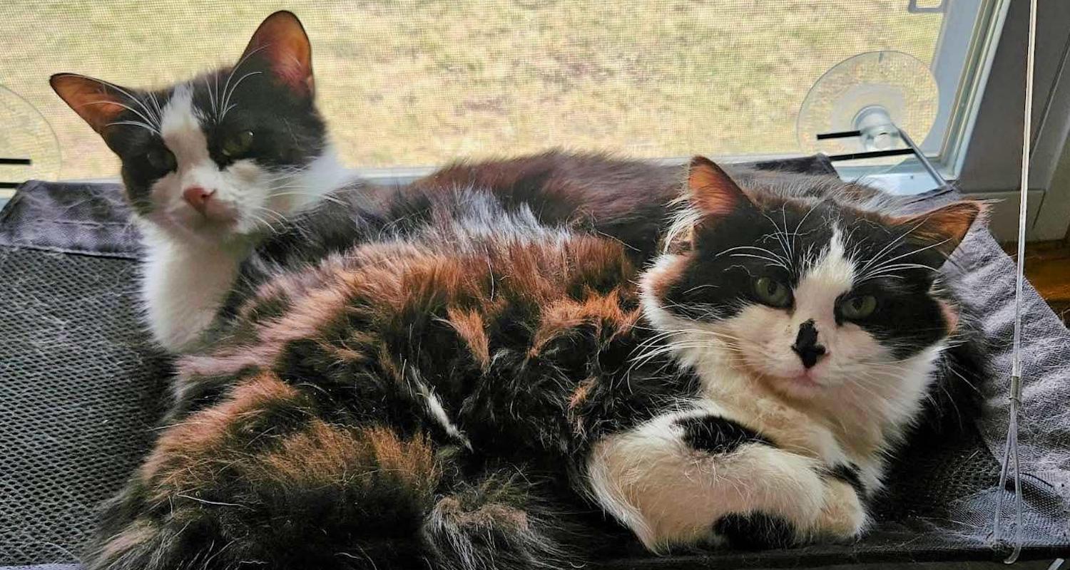 Milwaukee Record Cats Of The Week: Luigi and Mario | Milwaukee Record