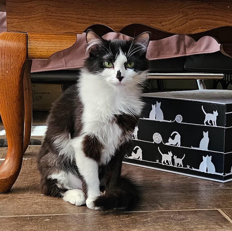 Milwaukee Record Cats Of The Week: Luigi and Mario | Milwaukee Record