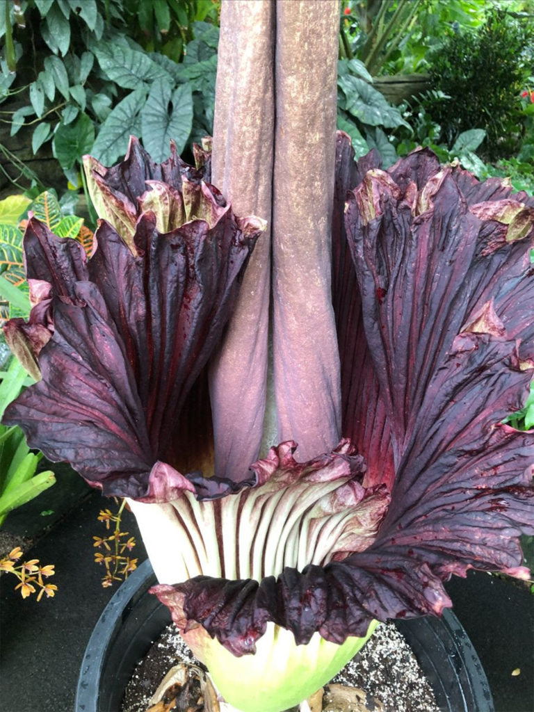 Domes open Monday for Corpse Flower bloom | Milwaukee Record