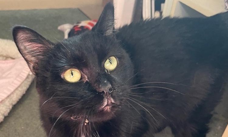 Milwaukee Record’s Cat Of The Week: Castaway | Milwaukee Record