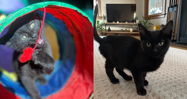 Milwaukee Record’s Cat Of The Week: Reese | Milwaukee Record