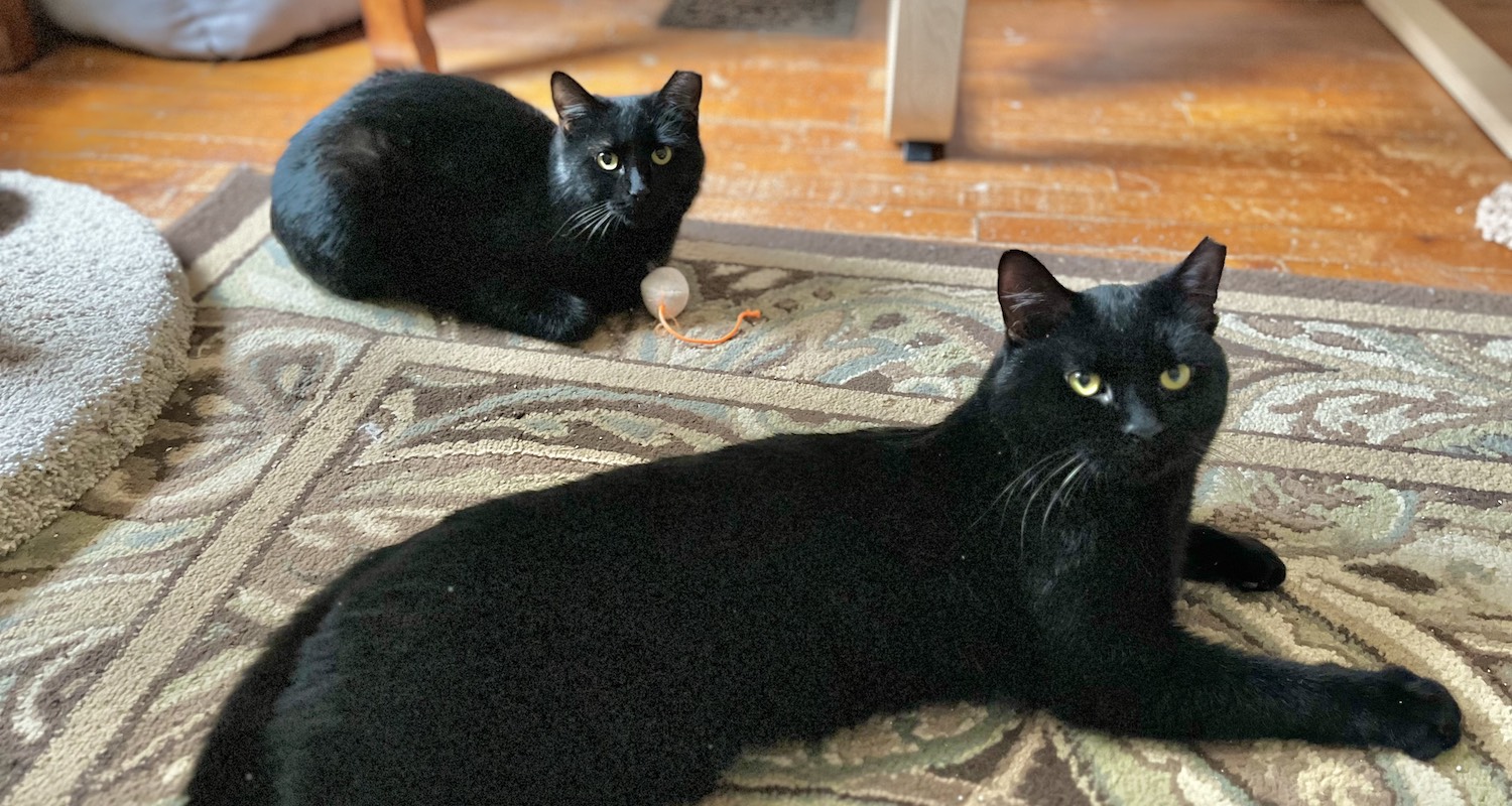 Milwaukee Record’s Cats Of The Week: Magic and Kona | Milwaukee Record