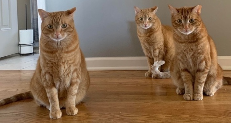 Milwaukee Record’s Cats Of The Week: Riggs, Reggie, and Jaxson ...