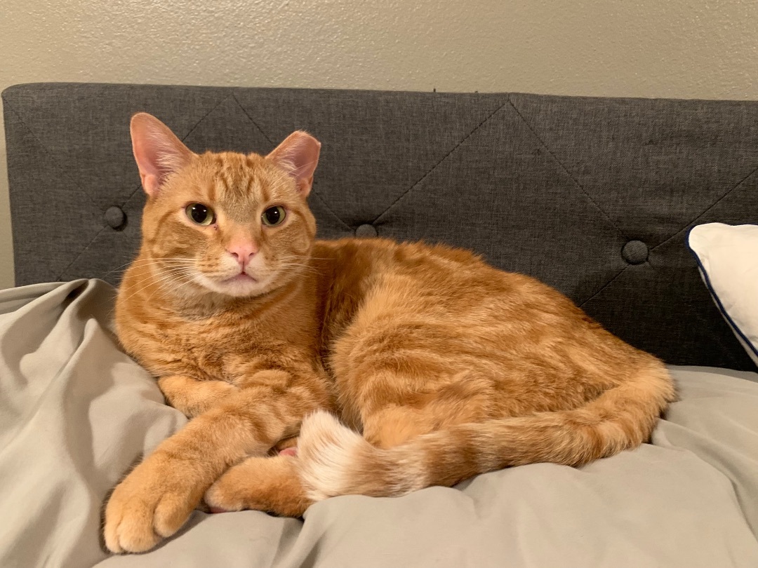 Milwaukee Record’s Cats Of The Week: Riggs, Reggie, and Jaxson ...