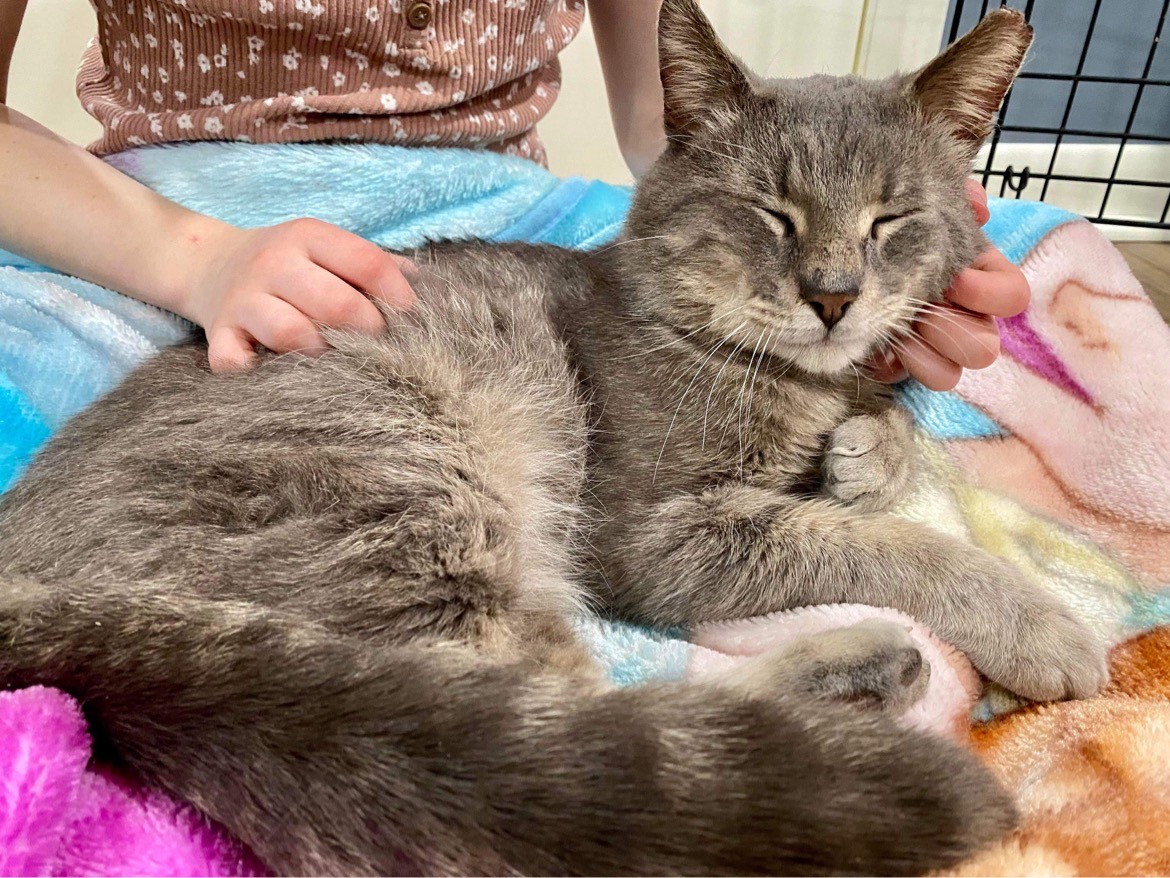 Milwaukee Record Cat Of The Week: Lennon | Milwaukee Record