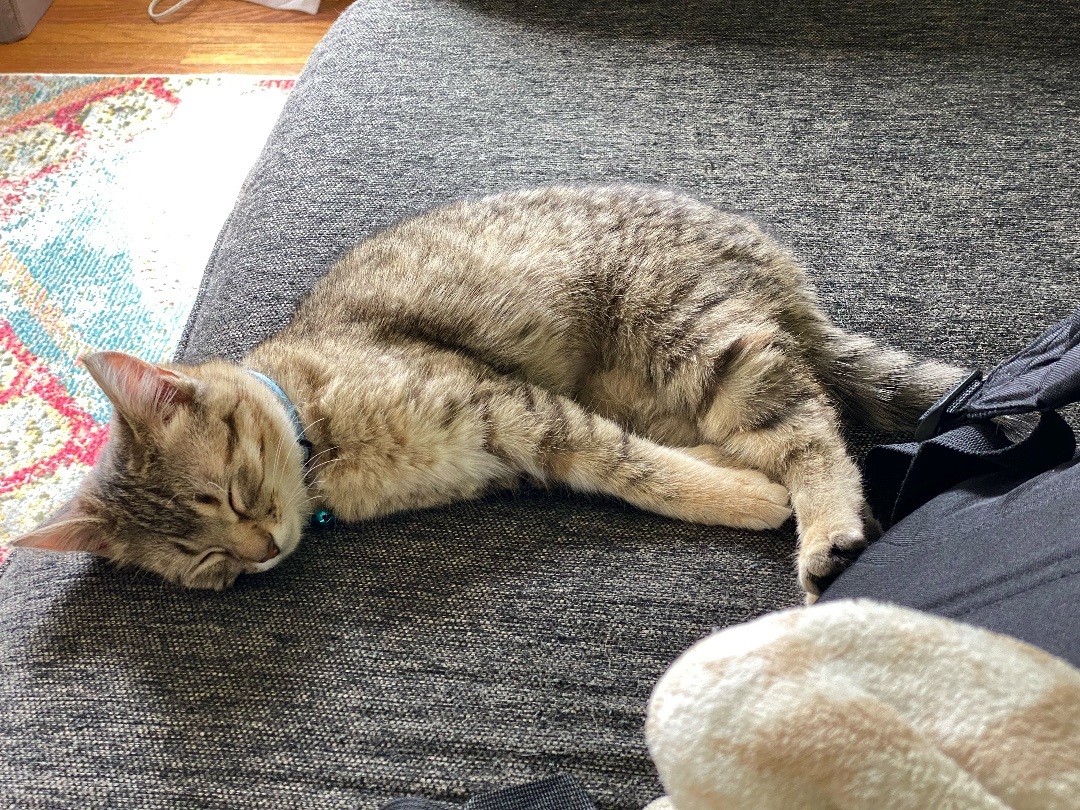 Milwaukee Record Cat Of The Week: Kandi | Milwaukee Record
