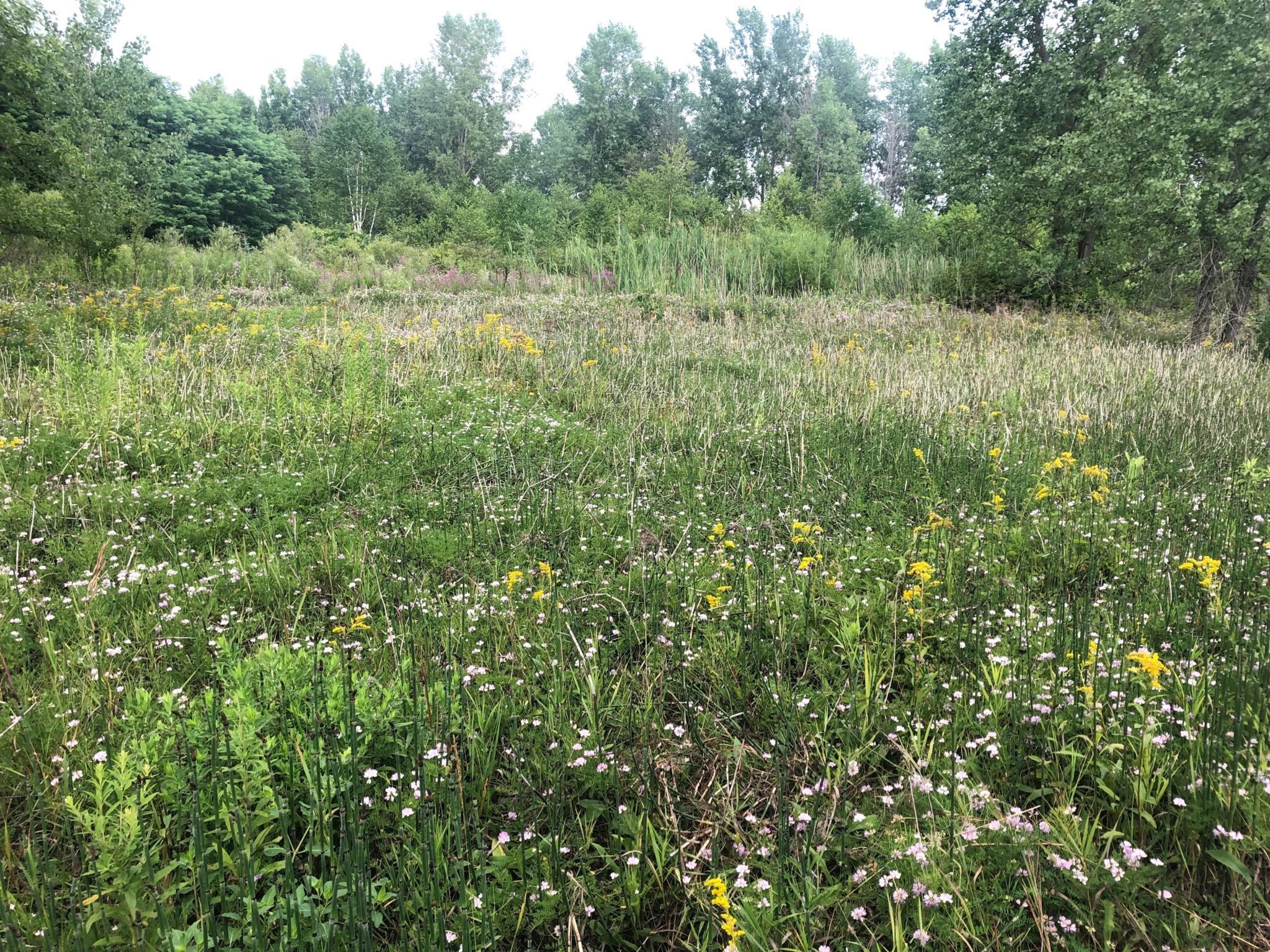 South Metro Pier is a strange, secluded, serene lakeside trail you ...