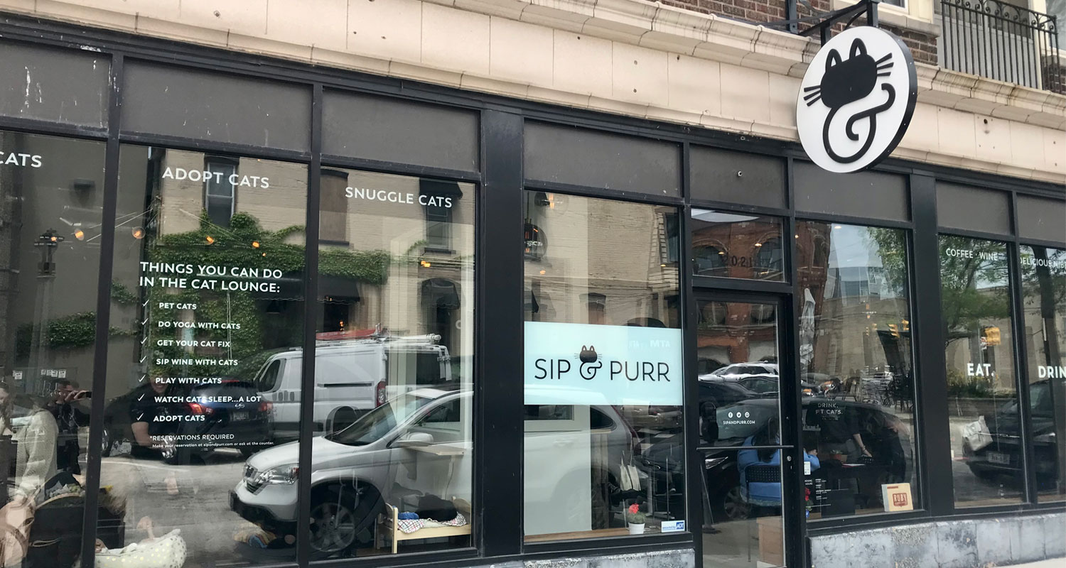 Sip & Purr Cat Cafe will relocate to Brady Street in 2024 | Milwaukee ...