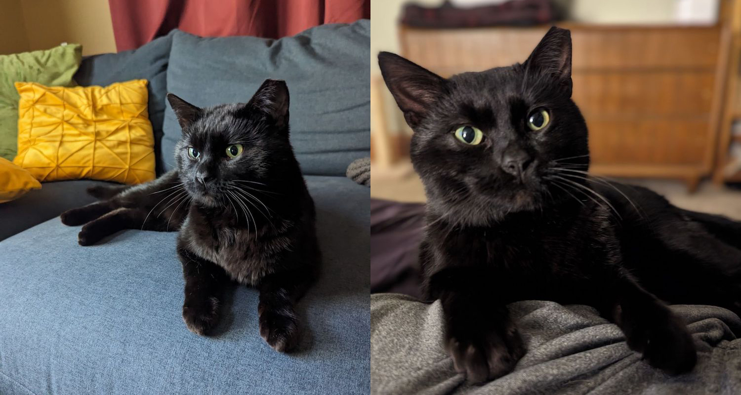 Milwaukee Record Cat Of The Week: Blackjack | Milwaukee Record