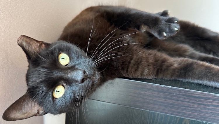 Milwaukee Record Cat Of The Week: Rook | Milwaukee Record