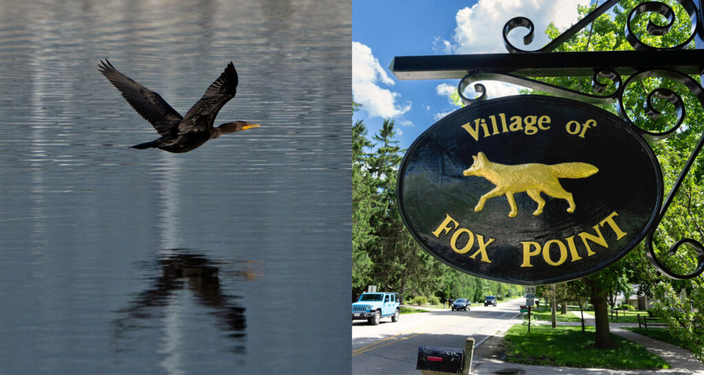 Bird City, Milwaukee County: Fox Point, and drinking coffee with a ...