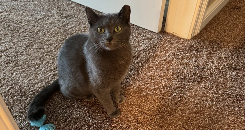 Milwaukee Record Cat Of The Week: Lottie | Milwaukee Record