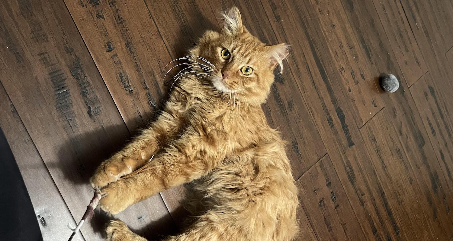 Milwaukee Record Cat Of The Week: Joe | Milwaukee Record