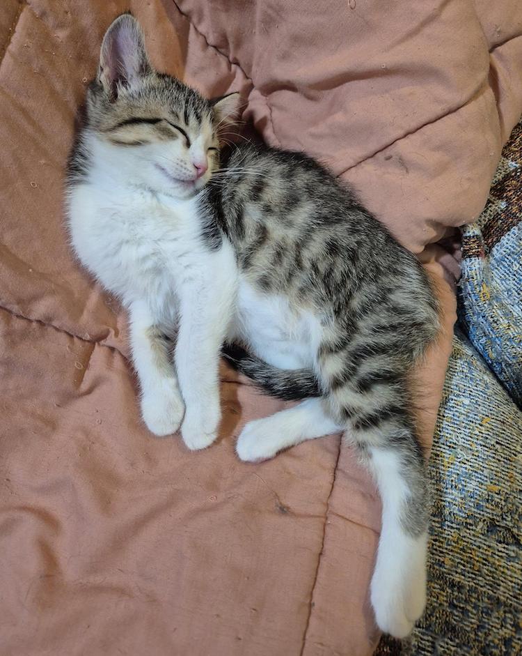 Milwaukee Record Cat Of The Week: Fia | Milwaukee Record