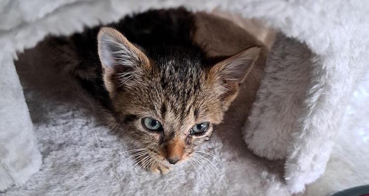 Milwaukee Record Cat Of The Week: Churo | Milwaukee Record