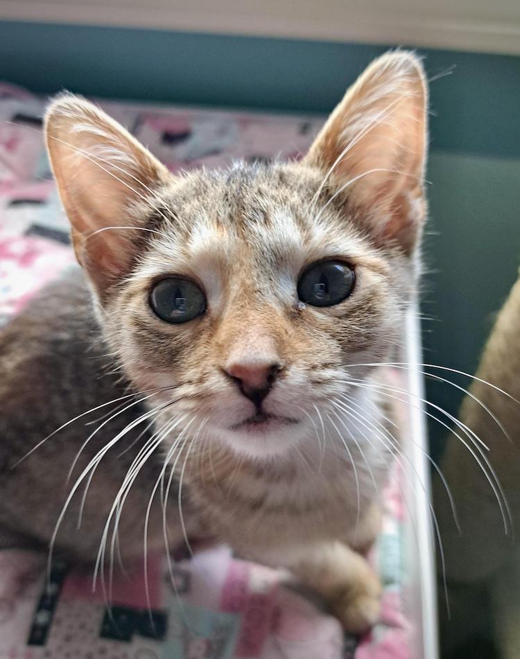 Milwaukee Record Cat Of The Week: Churo | Milwaukee Record