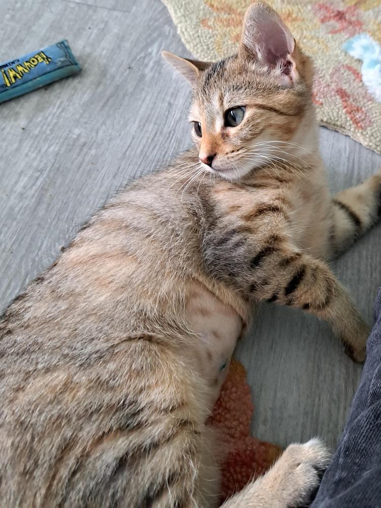 Milwaukee Record Cat Of The Week: Churo | Milwaukee Record