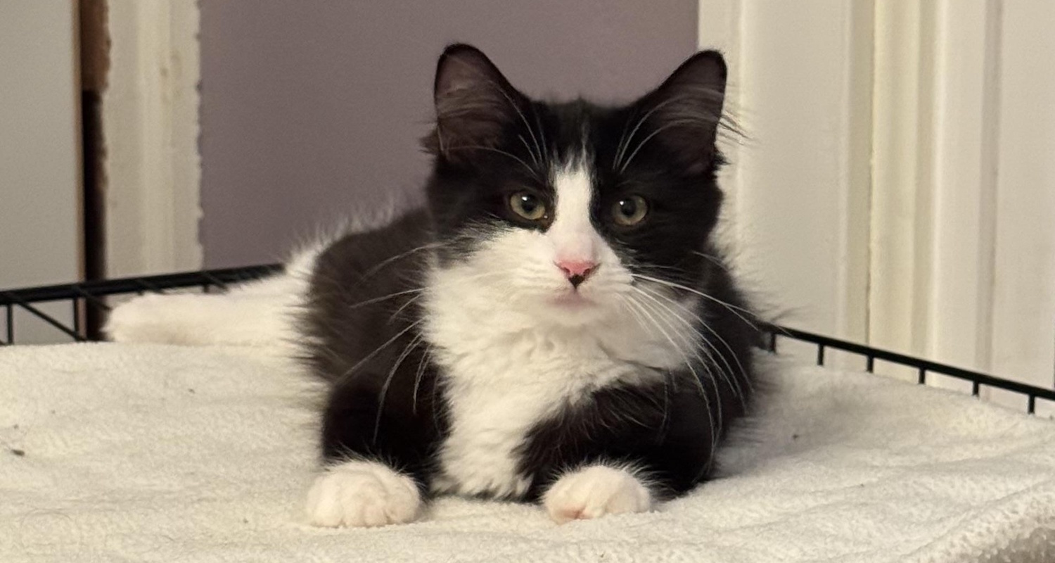 Milwaukee Record Cat Of The Week: Dot E | Milwaukee Record