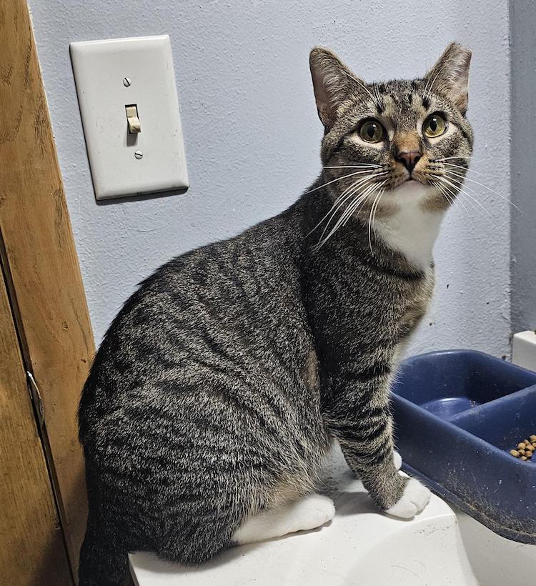 Milwaukee Record Cat Of The Week: Junior | Milwaukee Record