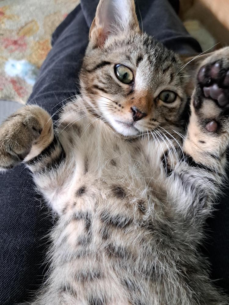 Milwaukee Record Cat Of The Week: Chester | Milwaukee Record