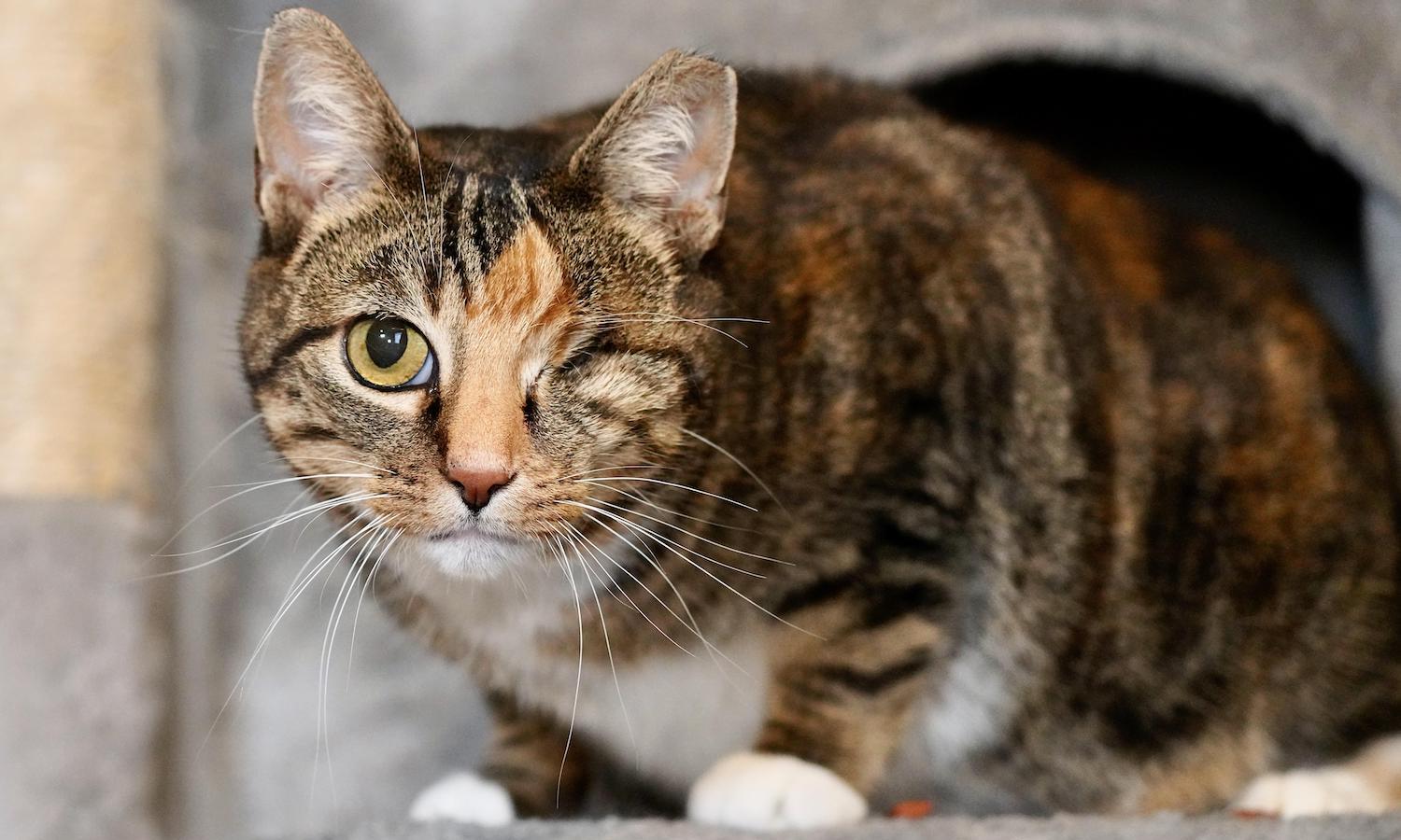Milwaukee Record Cat Of The Week: Dove | Milwaukee Record