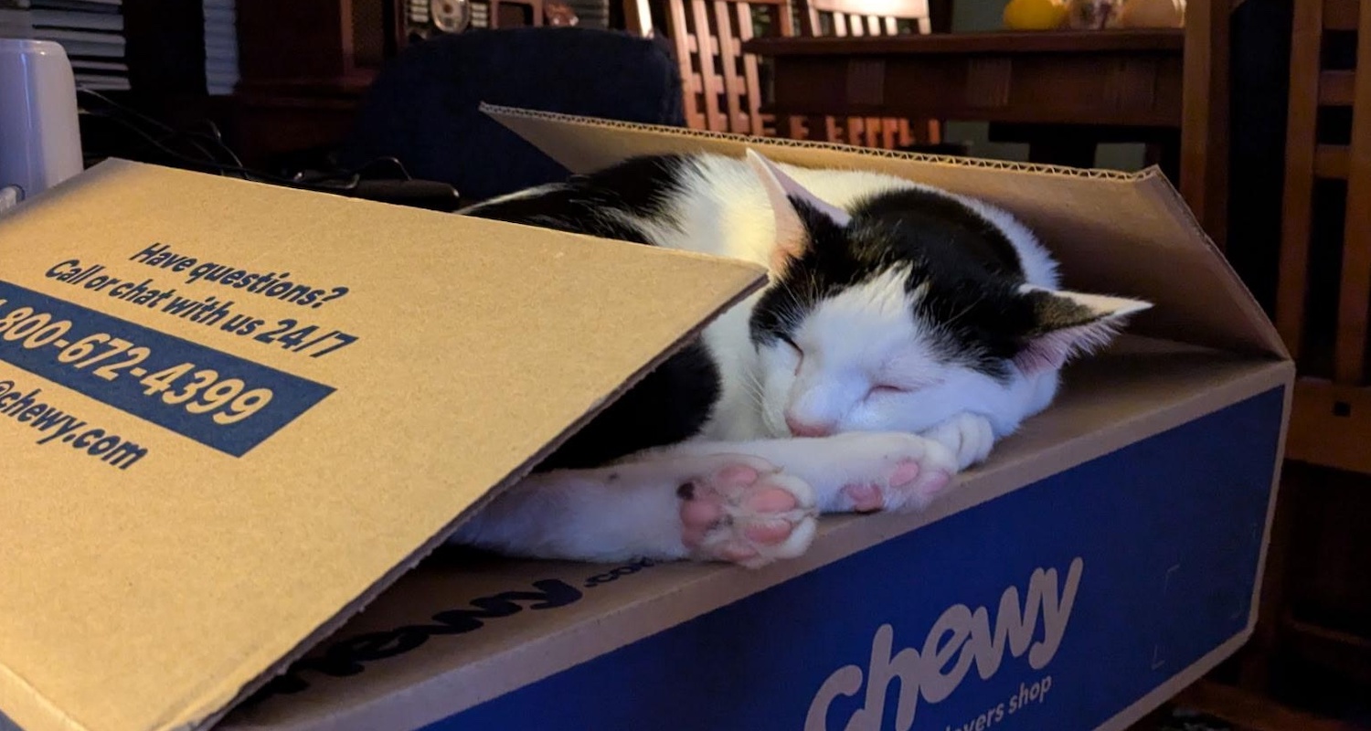 Milwaukee Record Cat Of The Week: Oliver | Milwaukee Record