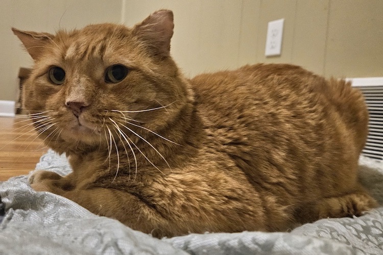 Milwaukee Record Cat Of The Week: Garfield | Milwaukee Record