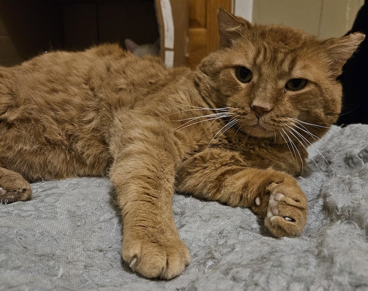Milwaukee Record Cat Of The Week: Garfield | Milwaukee Record