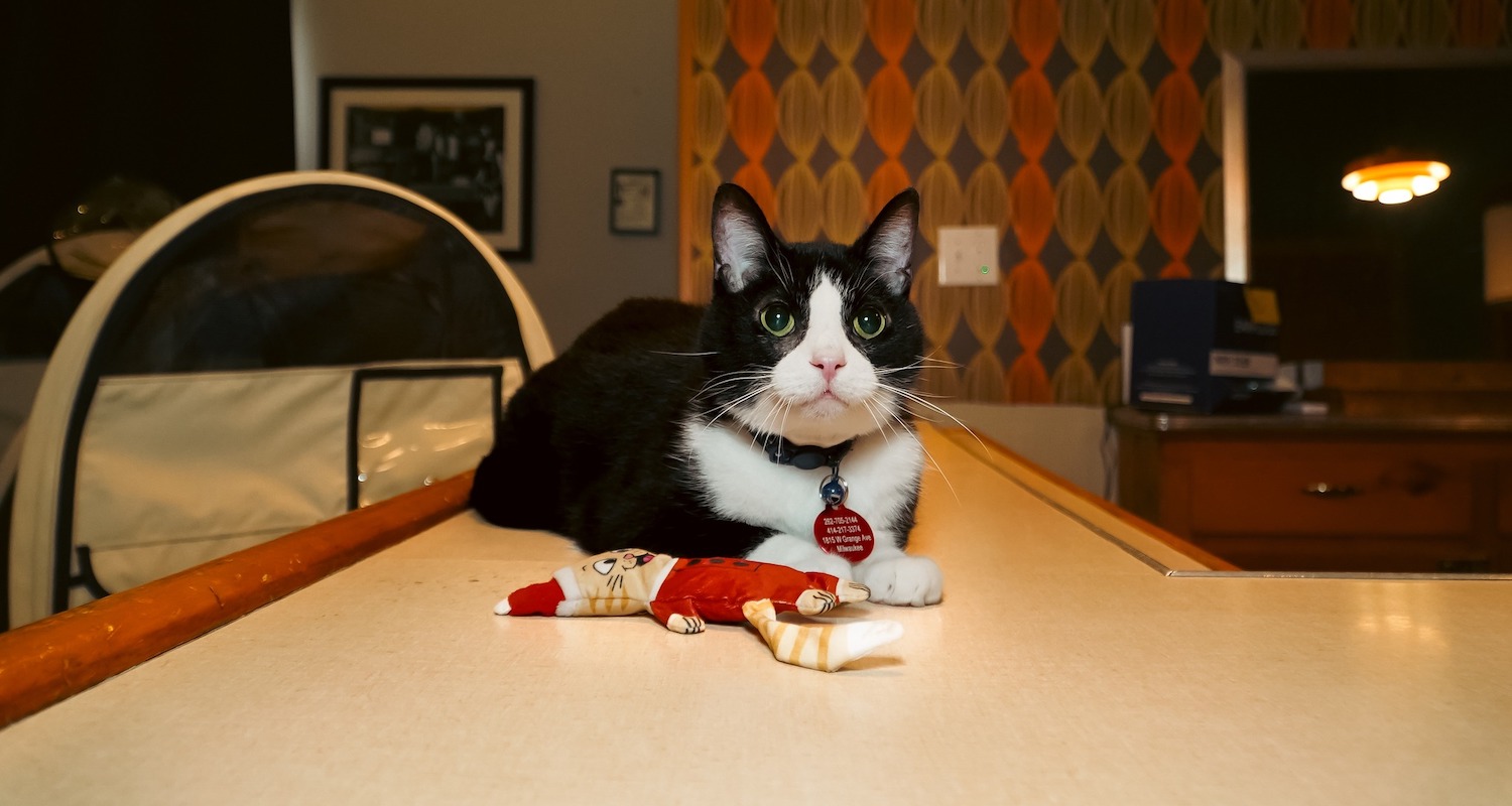 Milwaukee Record Cat Of The Week: Email The Cat | Milwaukee Record