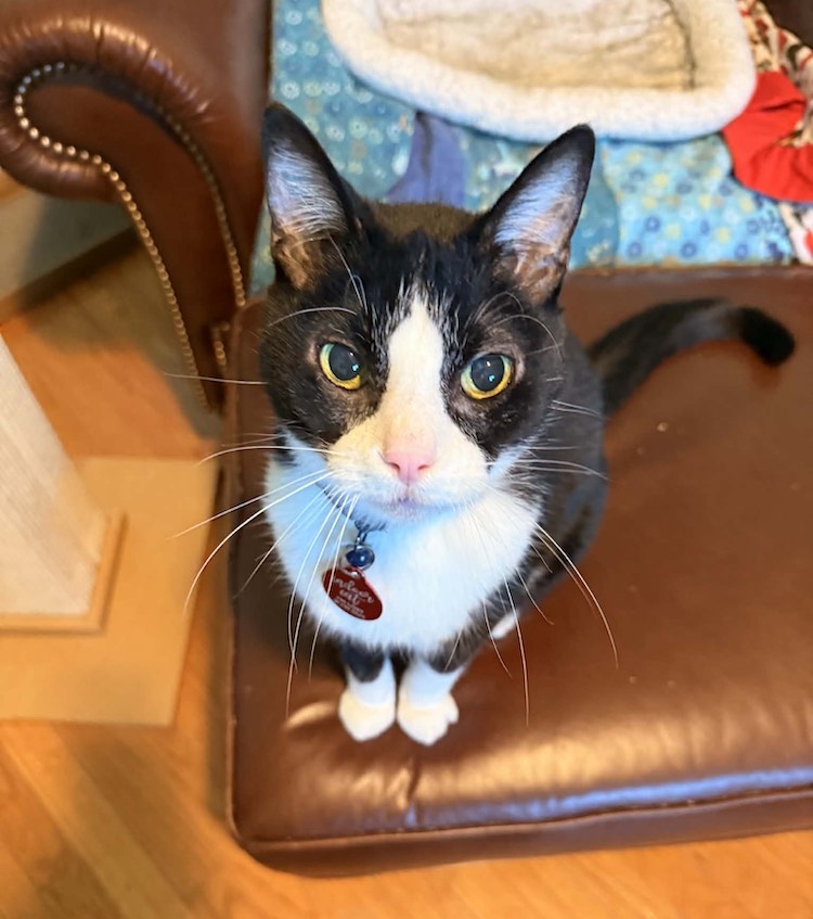 Milwaukee Record Cat Of The Week: Email The Cat | Milwaukee Record