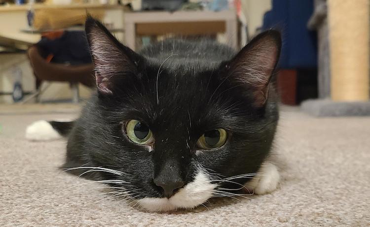 Milwaukee Record Cat Of The Week: Leia | Milwaukee Record
