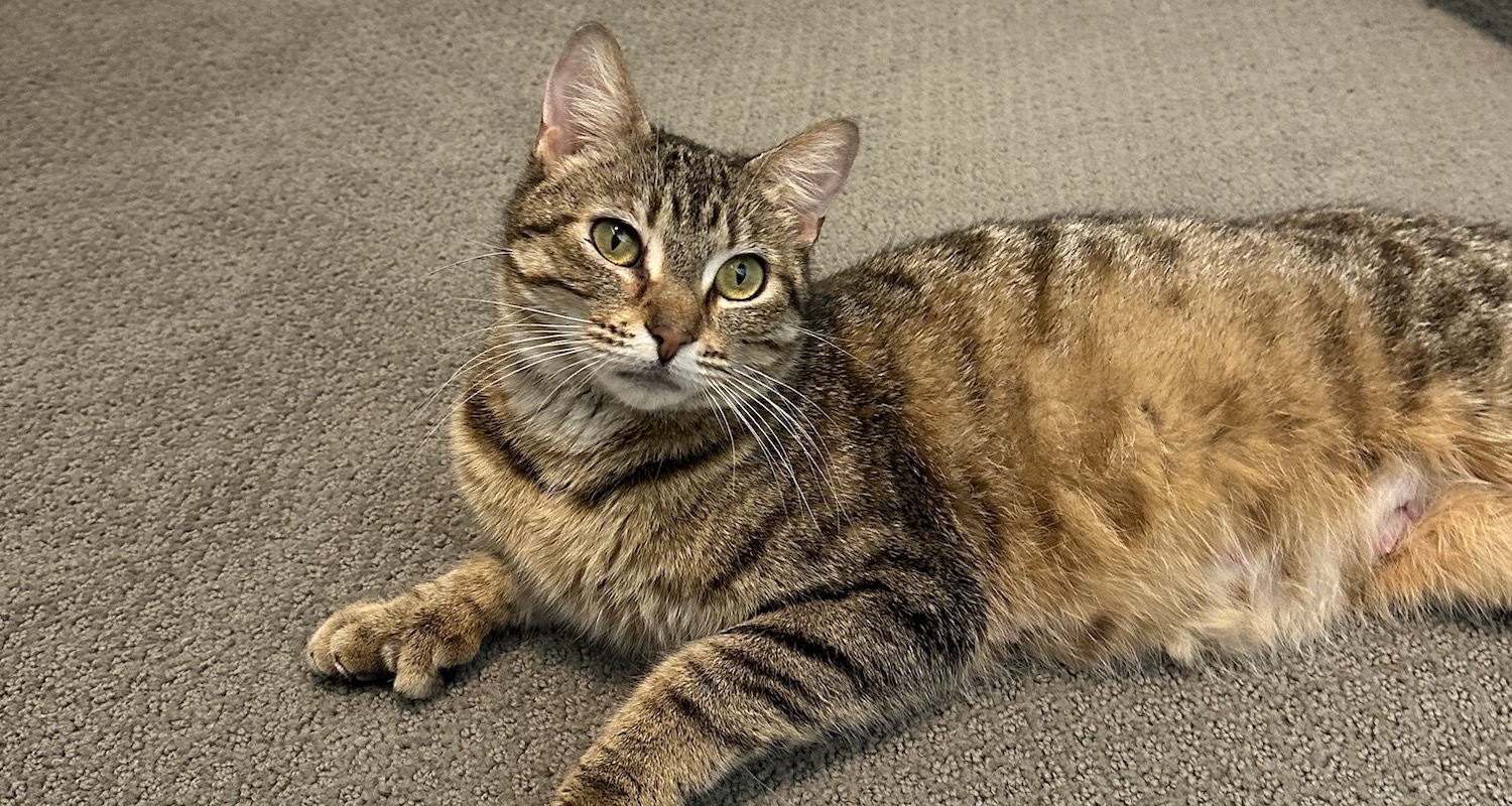 Milwaukee Record Cat Of The Week: Mrs. Butterworth | Milwaukee Record
