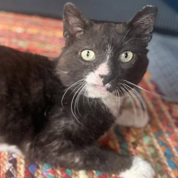 Milwaukee Record Cat Of The Week: Lock | Milwaukee Record